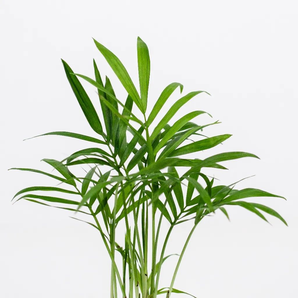 Mini Chamaedorea Elegans - Kamerpalm - P6 kopen? - Plantje.nl