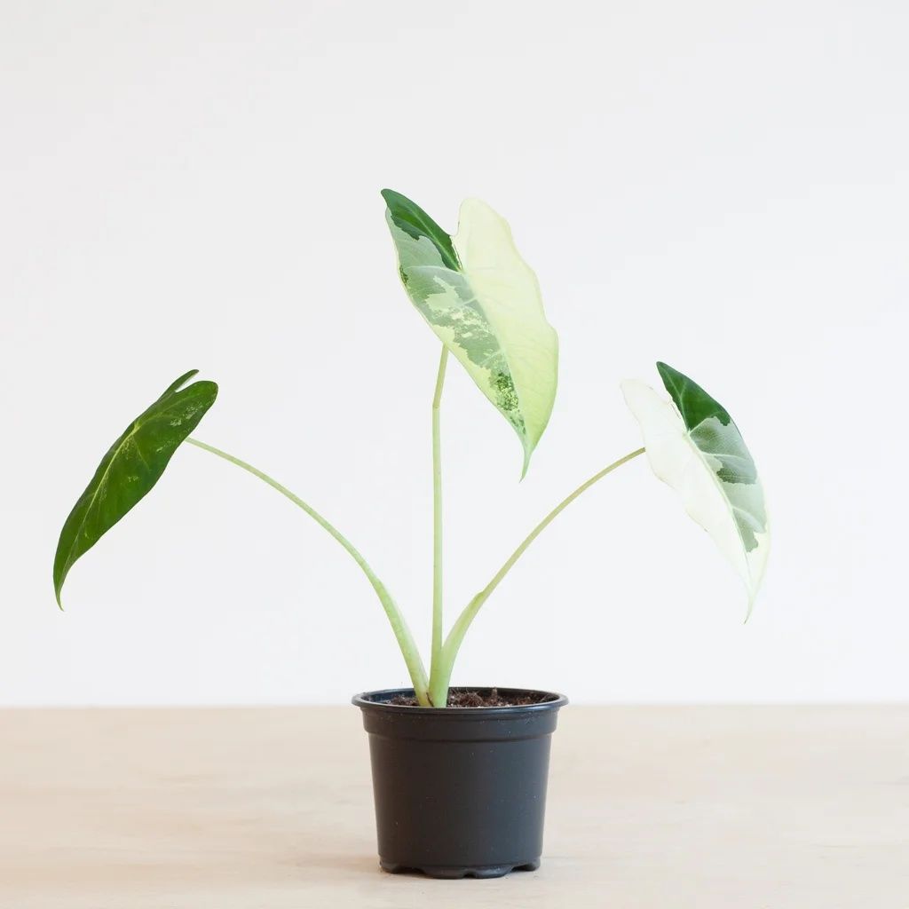 Alocasia Frydek Variegata - Micholitziana variegata - P9 - Plantje.nl