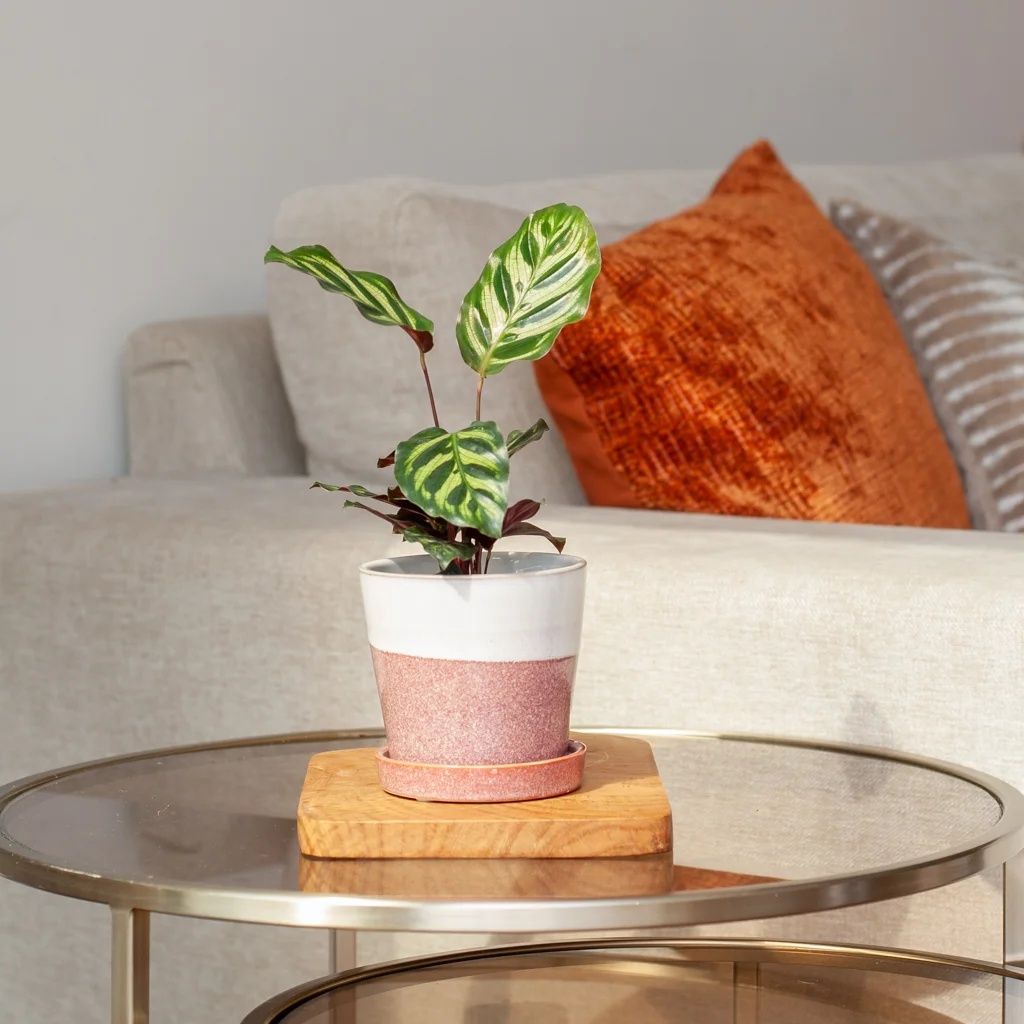 Mini Calathea Makoyana - Schaduwplant kopen? - Plantje.nl