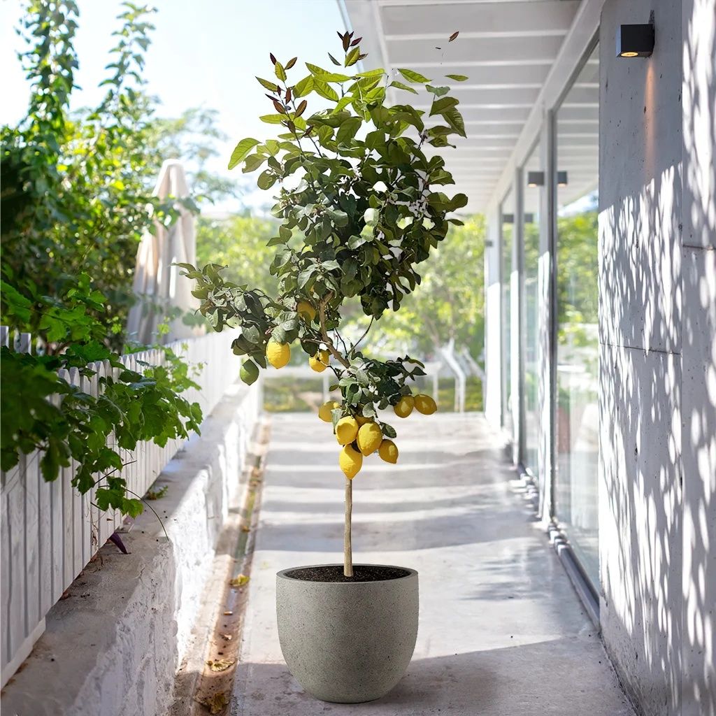 Citrus Lemon - Citroenboom - P24 kopen? - Plantje.nl