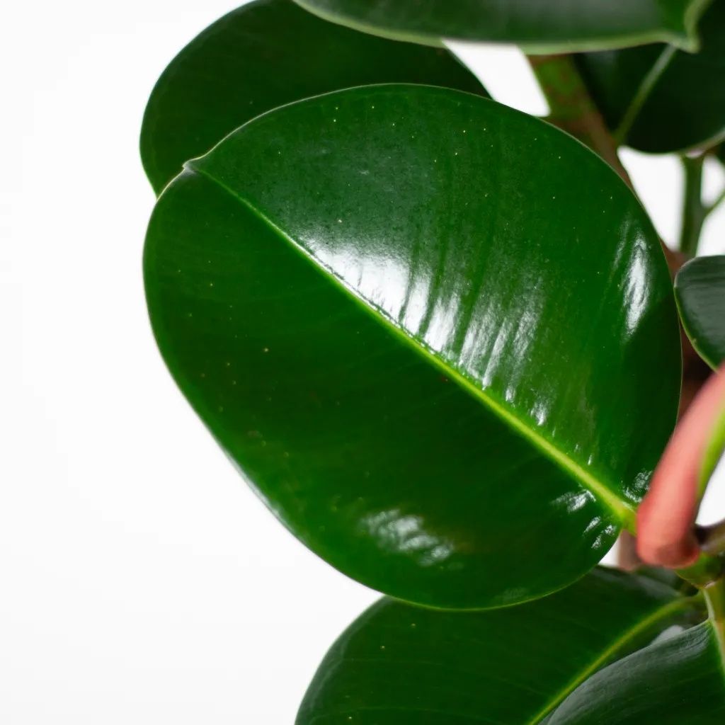 Ficus Robusta op stam - Rubberplant - P27 kopen? - Plantje.nl