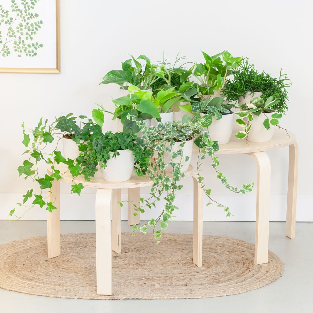 Groene Wonderbox (12 stuks) kopen? - Plantje.nl