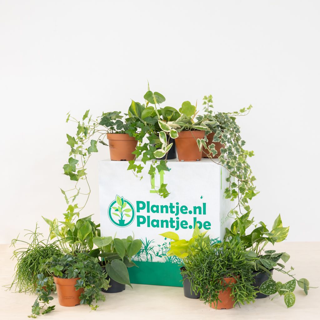 Groene Wonderbox (12 stuks) kopen? - Plantje.nl