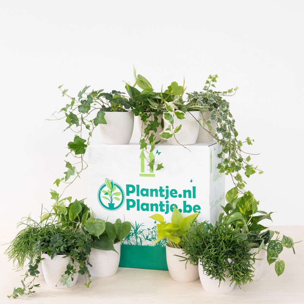Groene Wonderbox (12 stuks) kopen? - Plantje.nl