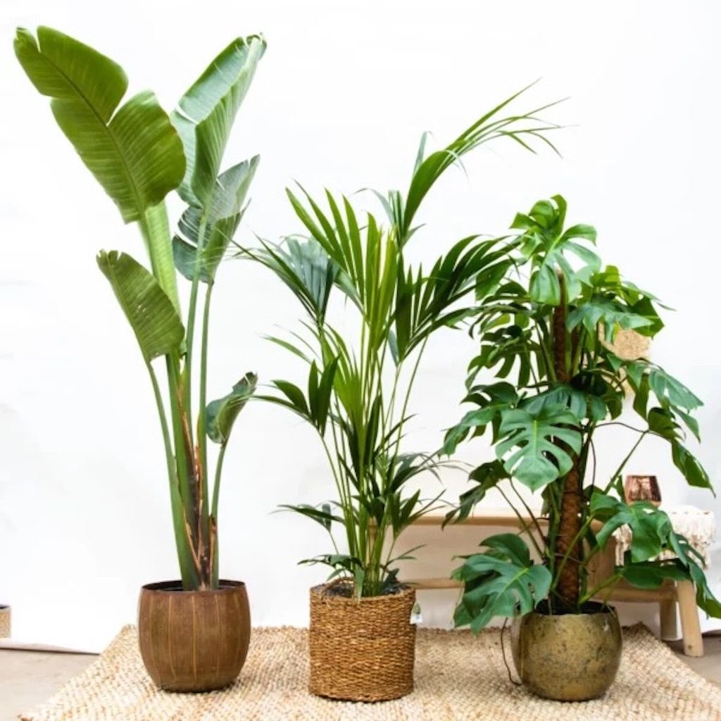 Combideal - Monstera, Strelitzia en Howea kopen? Plantje.nl