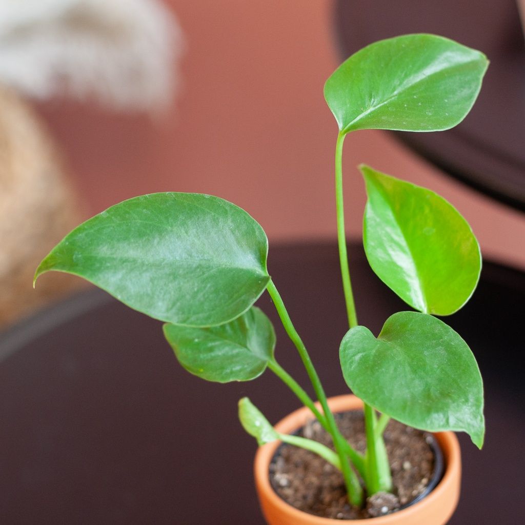 Mini Monstera Deliciosa P6 kopen? - Plantje.nl