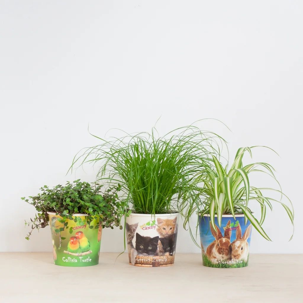 Pet Candy Trio - 3 stuks - Plantje.nl