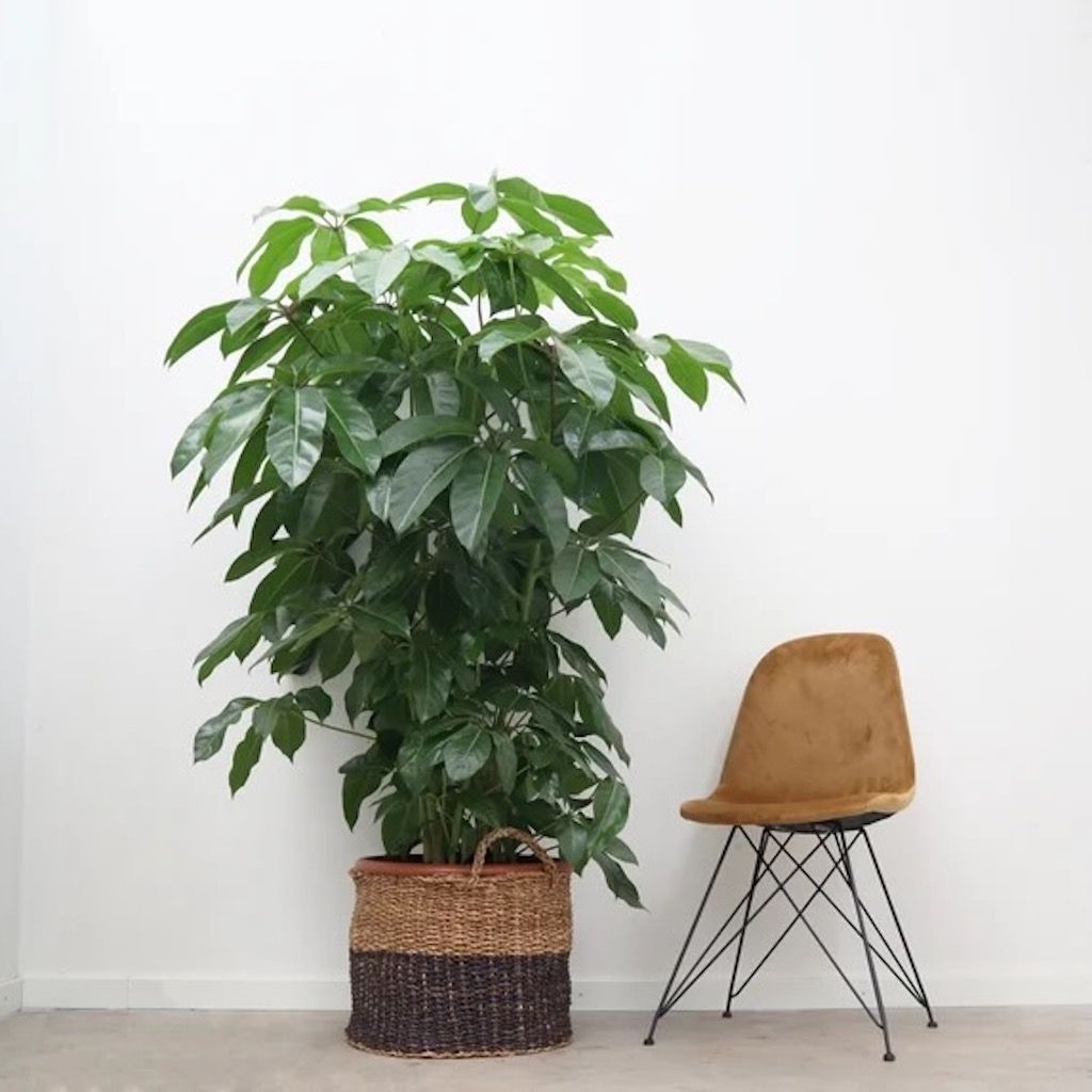 Schefflera Amate - Vingersboom - P30 kopen? - Plantje.nl