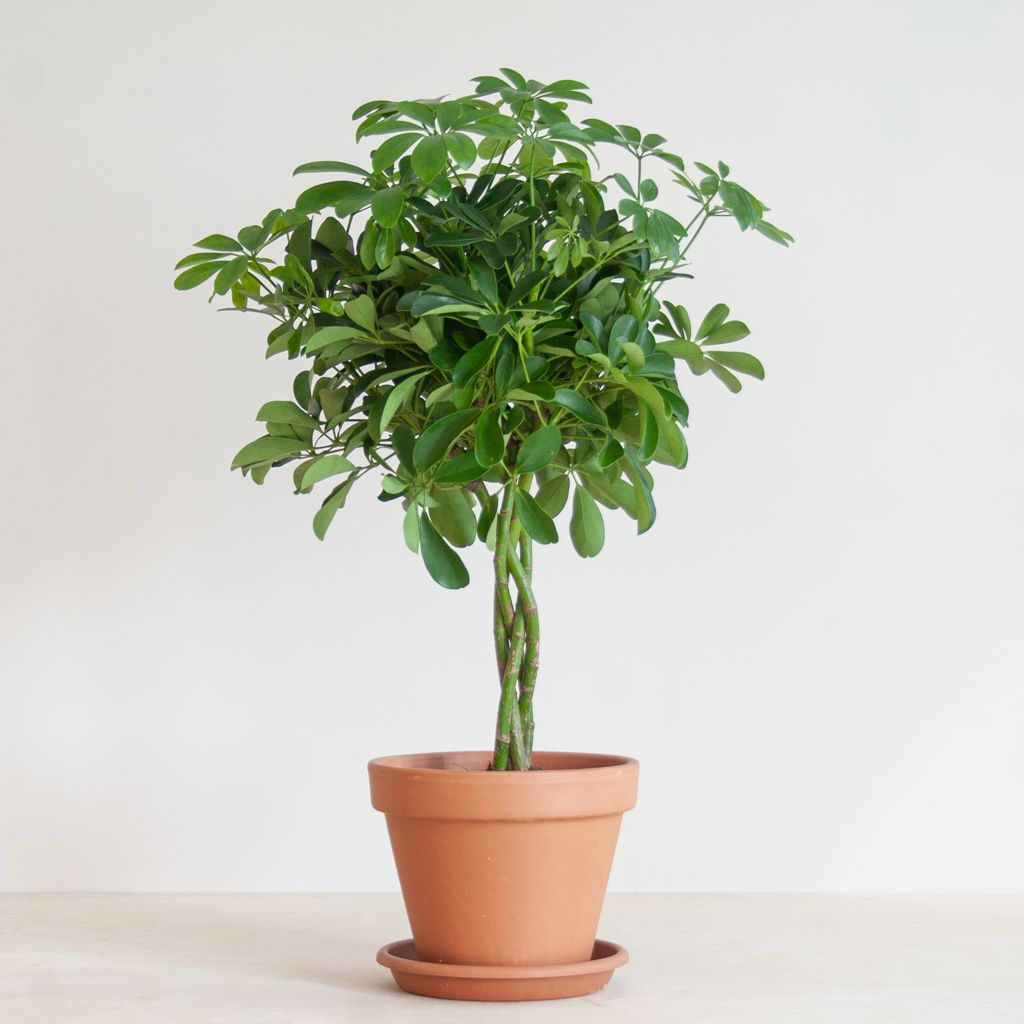 Schefflera Arboricola Nora - p19 kopen? - Plantje.nl