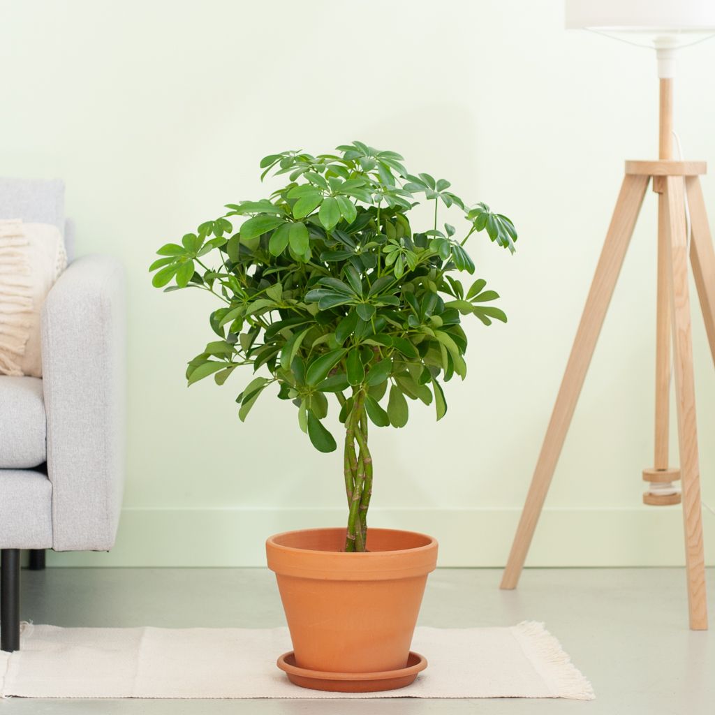 Schefflera Arboricola Nora - p19 kopen? - Plantje.nl