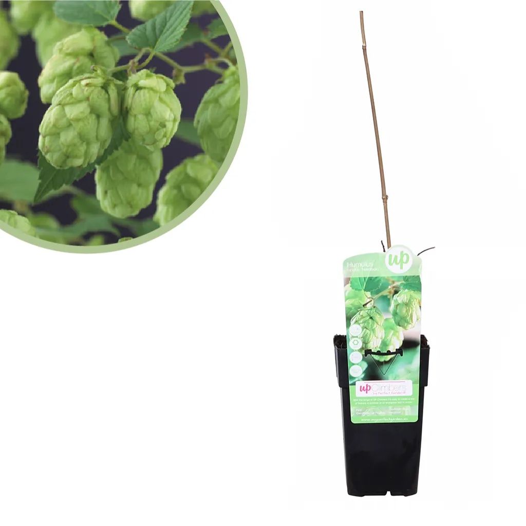Humulus Lupulus Nordbrau kopen? - Plantje.nl