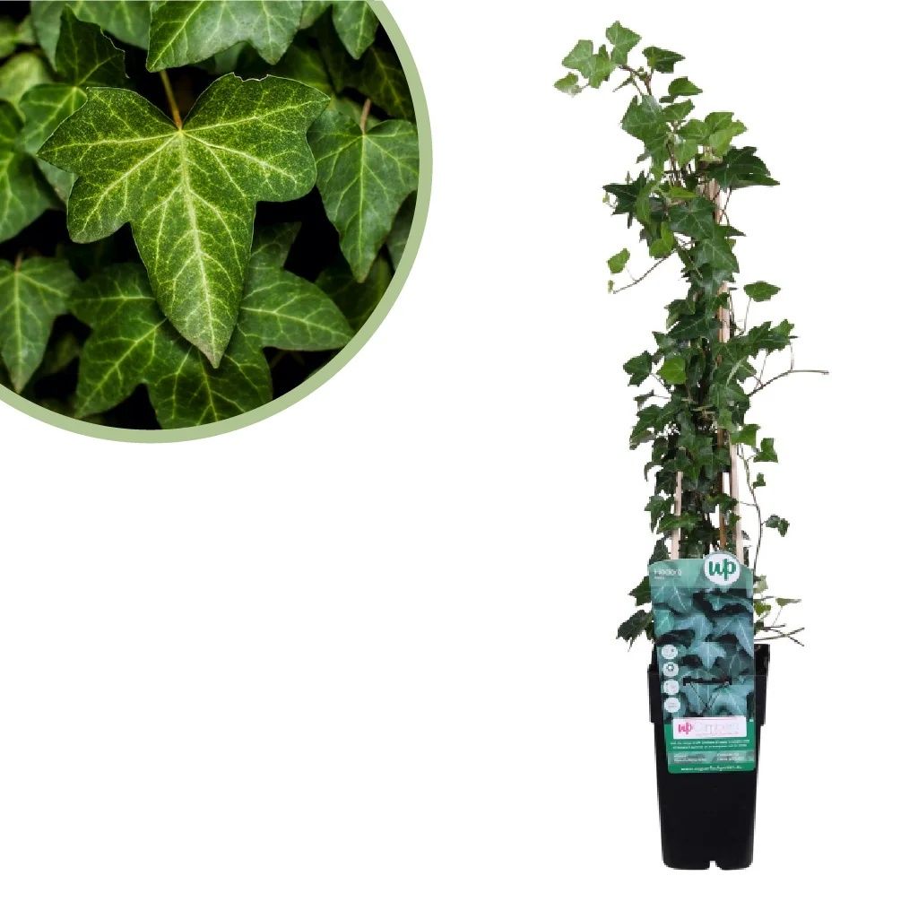 Hedera Helix - Klimop - P15 kopen? - Plantje.nl