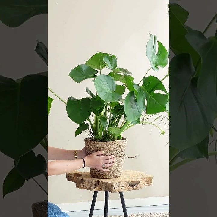 Monstera Deliciosa - Gatenplant - P21 - Plantje.nl