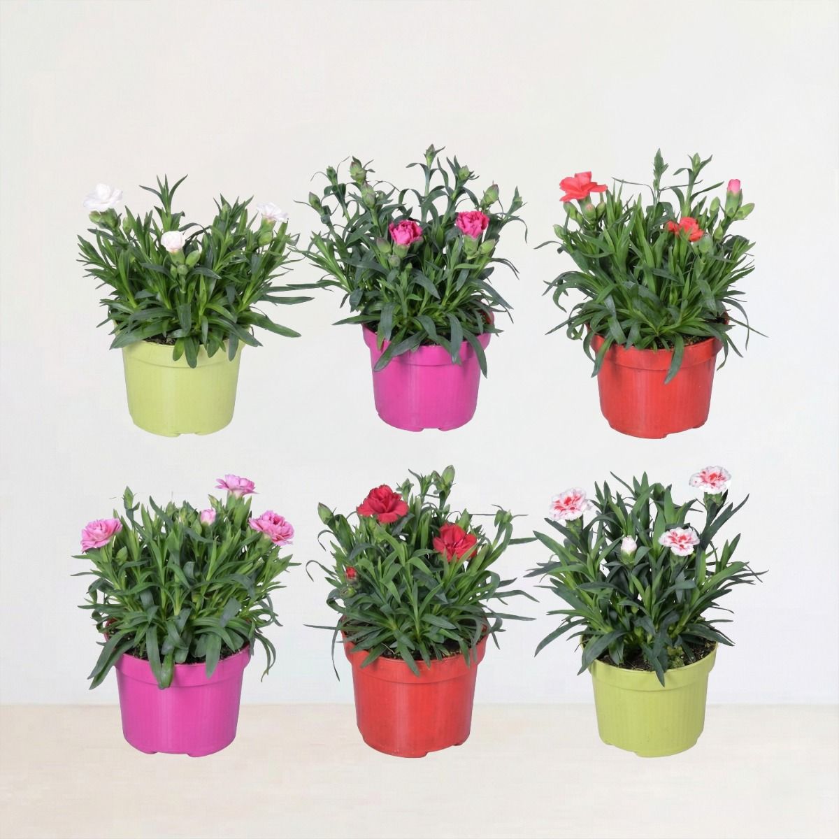 Dianthus Mix – Anjer | Plantje.nl