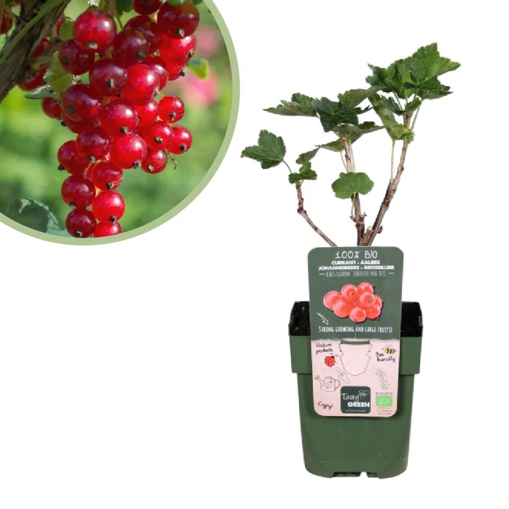Aalbessenstruik kopen? - Plantje.nl