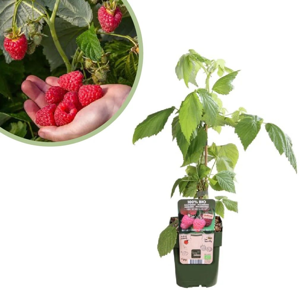 Frambozenplant kopen? - Plantje.nl