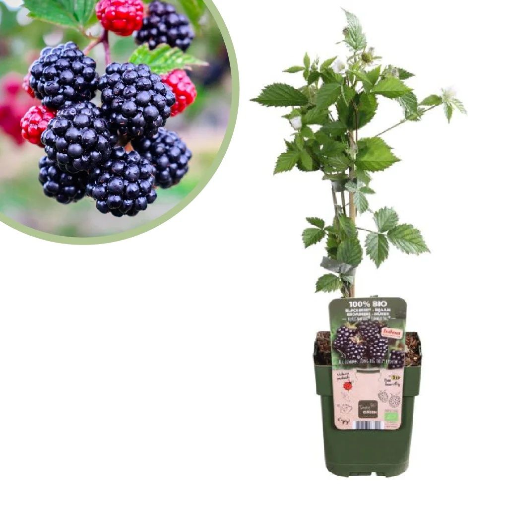 Bramenstruik kopen? - Plantje.nl