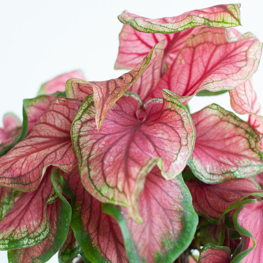 Caladium Sweetheart - P13 kopen? - Plantje.nl
