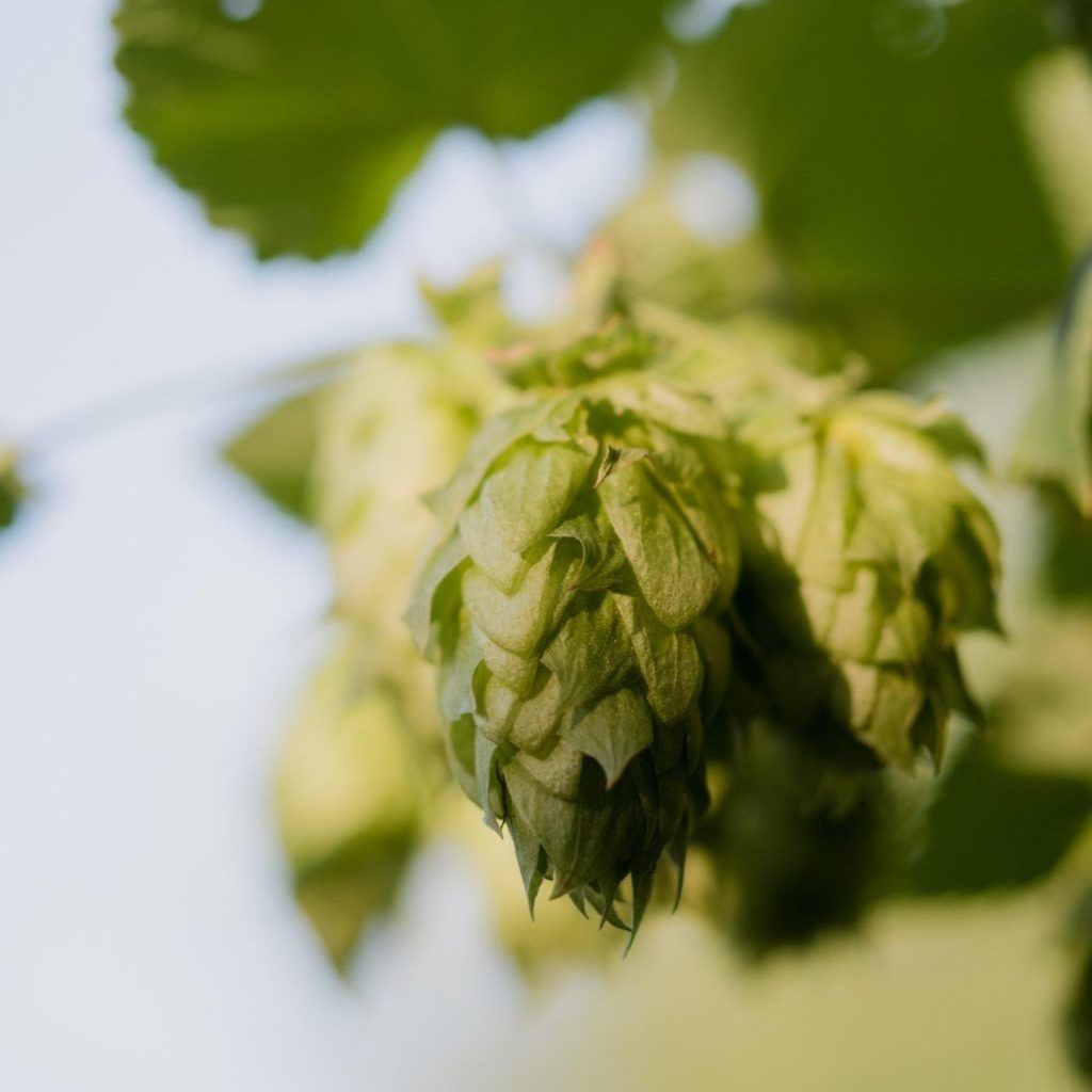 Humulus Lupulus Nordbrau kopen? - Plantje.nl