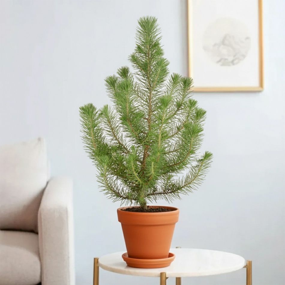 Pinus pinea Silver Crest kopen?